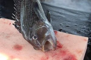 Fearless Fish Market | Rhode Island's Best — FEARLESS FISH