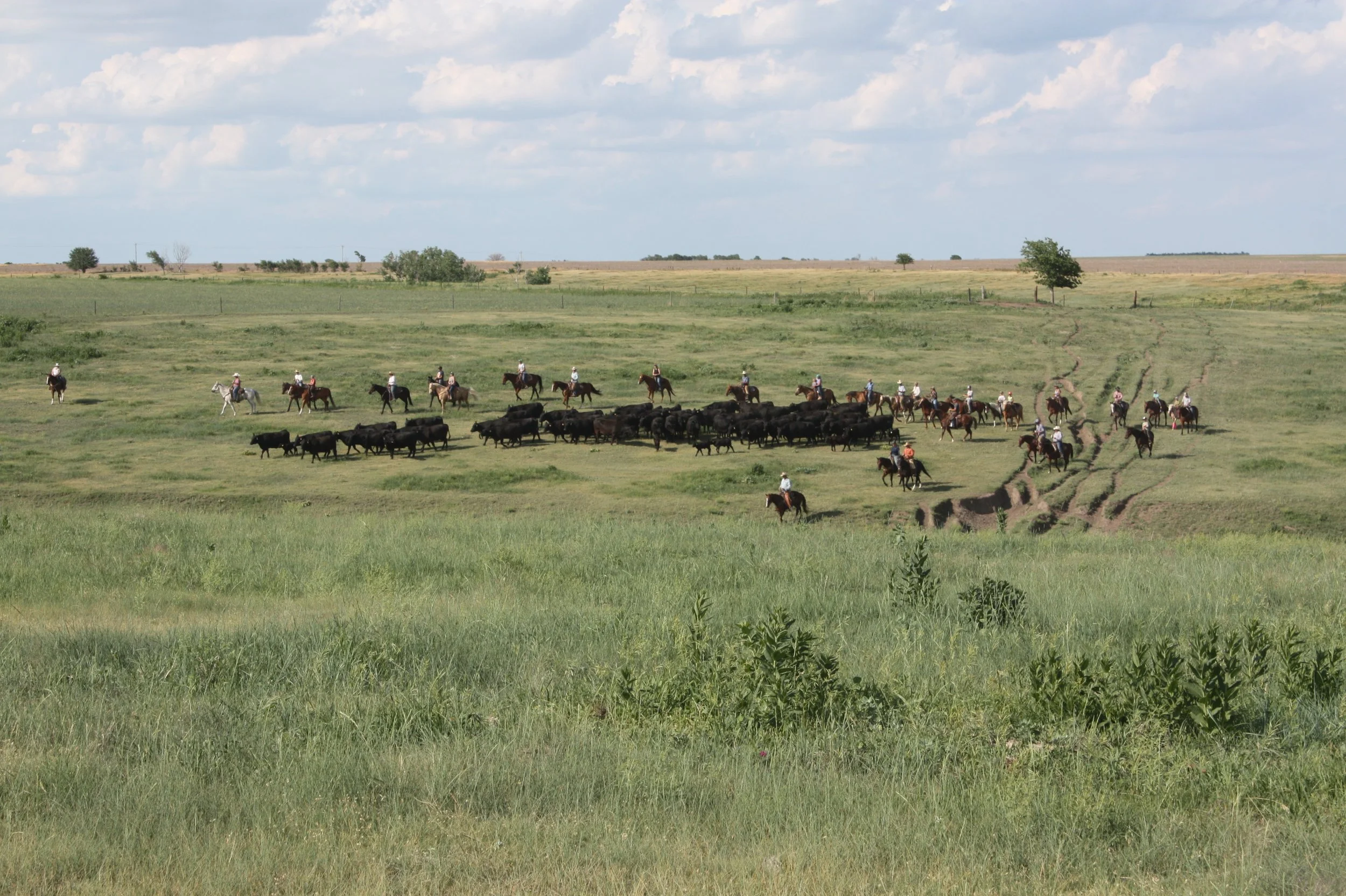 Spring Creek Ranch | High-Quality Beef | Black Angus Cattle | Almena, KS