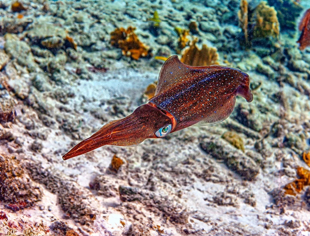 Caye Caulker Marine Reserve — Scuba Sensation