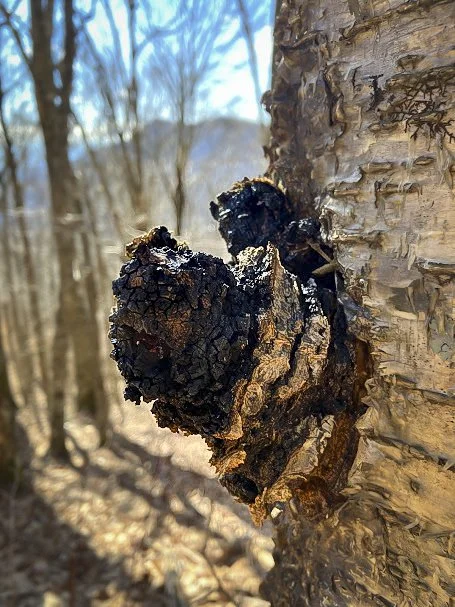 Chaga — Dual‑Extracted Mushroom Extract — BLUE RIDGE CHAGA CONNECTION