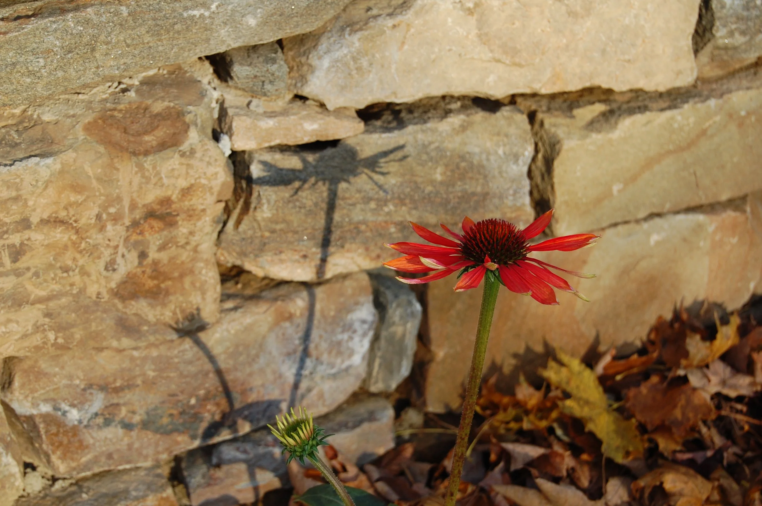 Contact — ANTHONY DUFOUR GARDENS