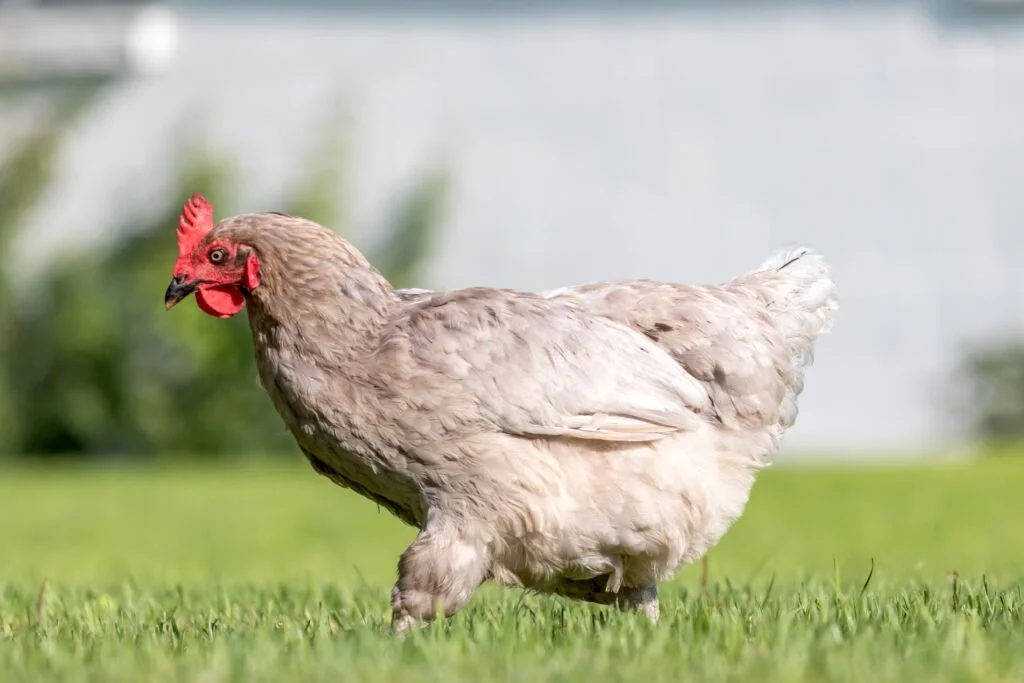 Best Chickens for Arizona's HOT Climate! — Tidy Coops