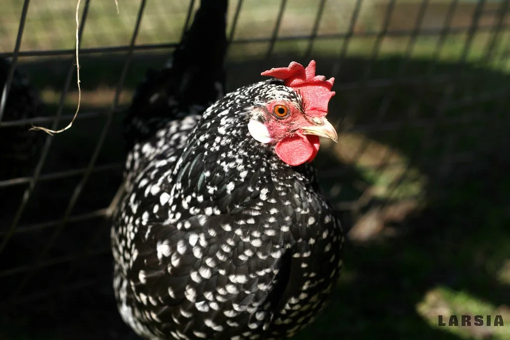 Best Chickens for Arizona's HOT Climate! — Tidy Coops