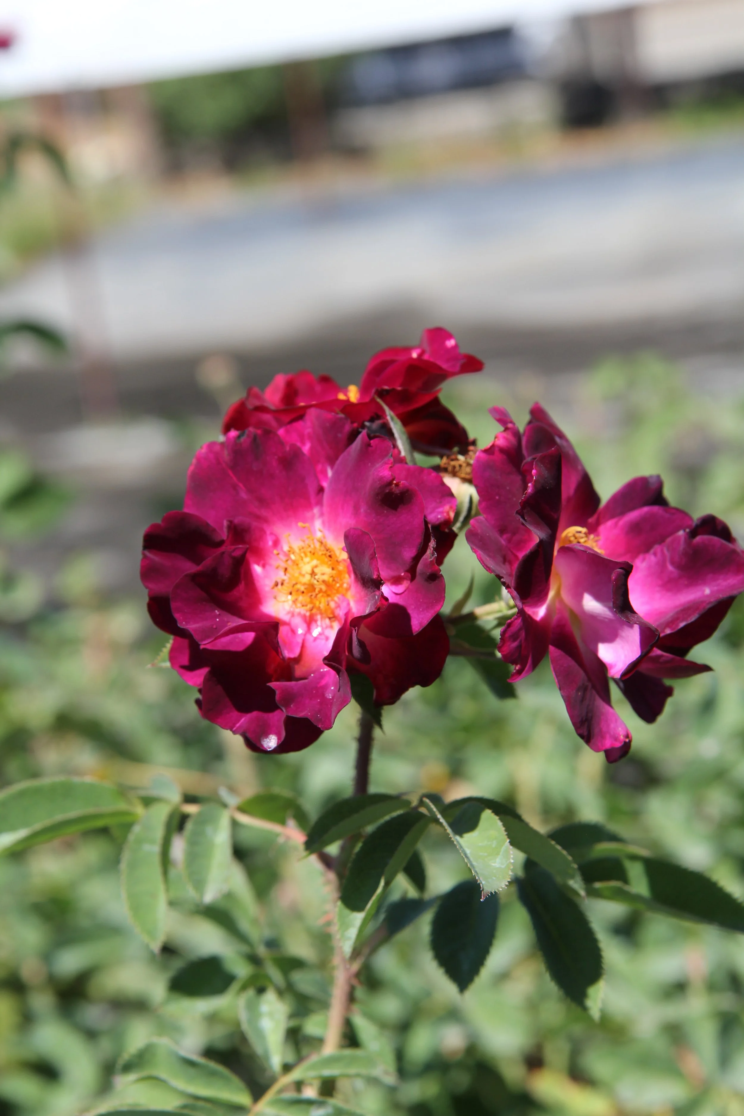 Resources — WINDMILL NURSERY