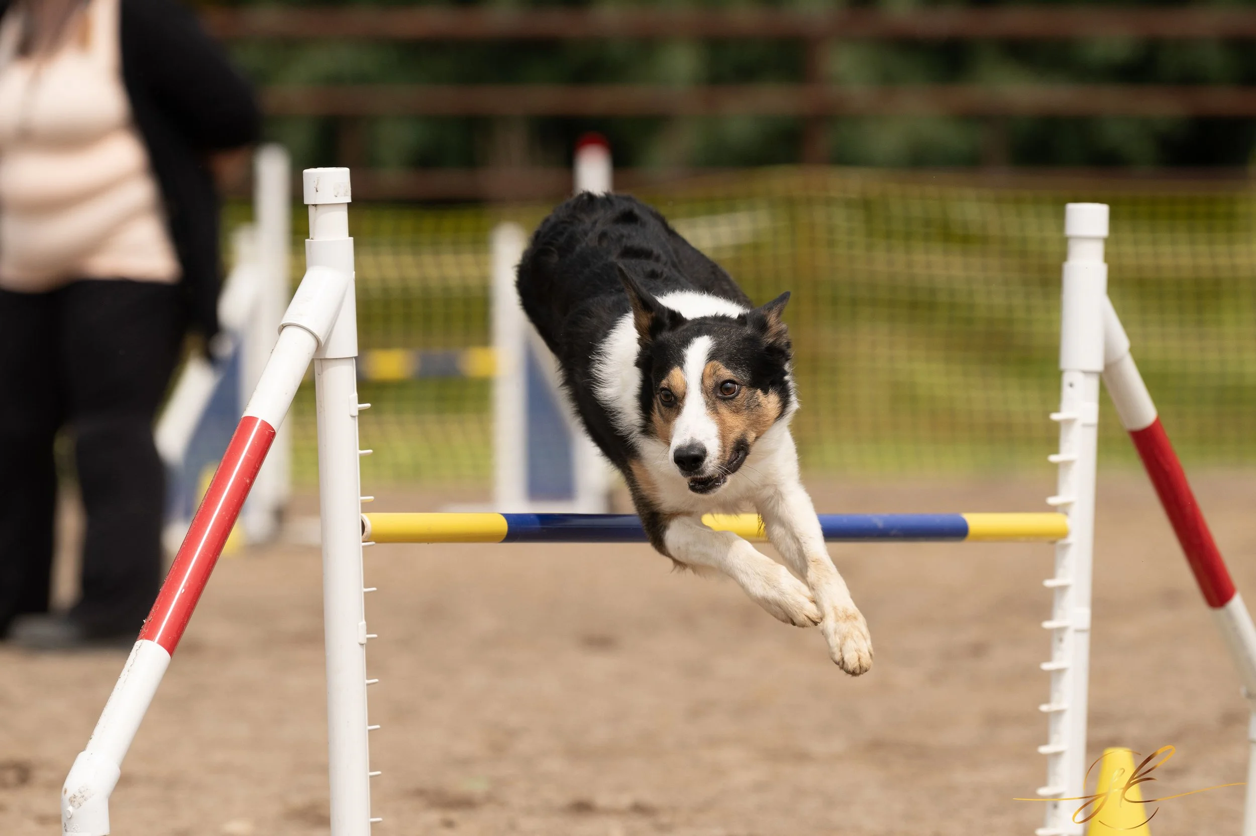 Benjamin Farms & Dog Sports