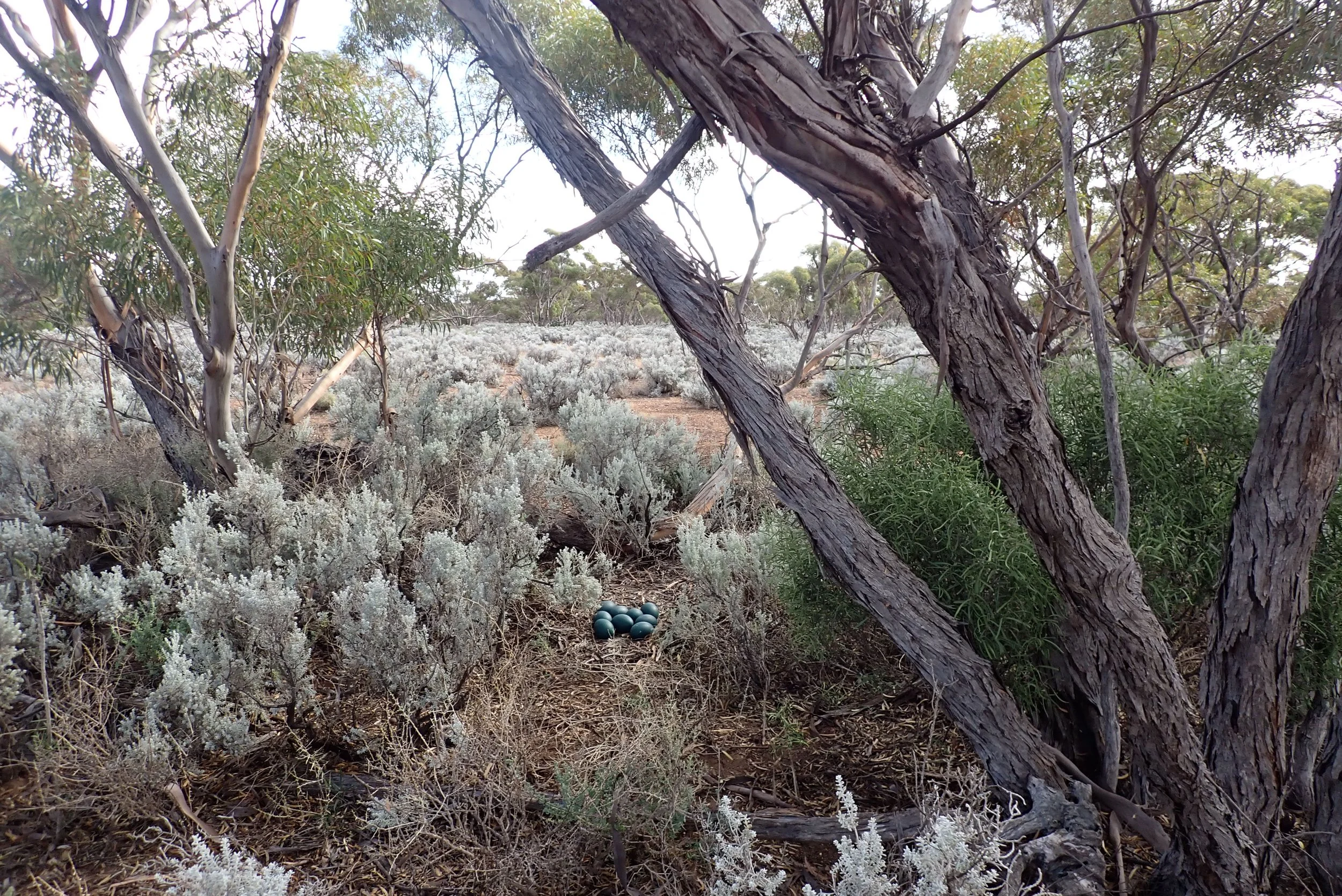 The Mallee Institute