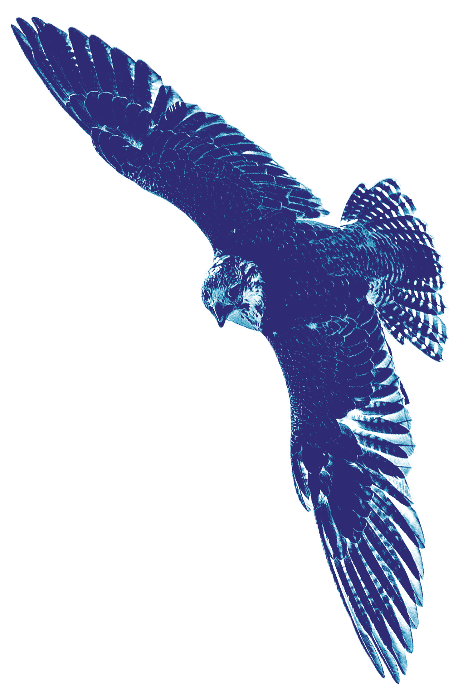 Falcon Investments