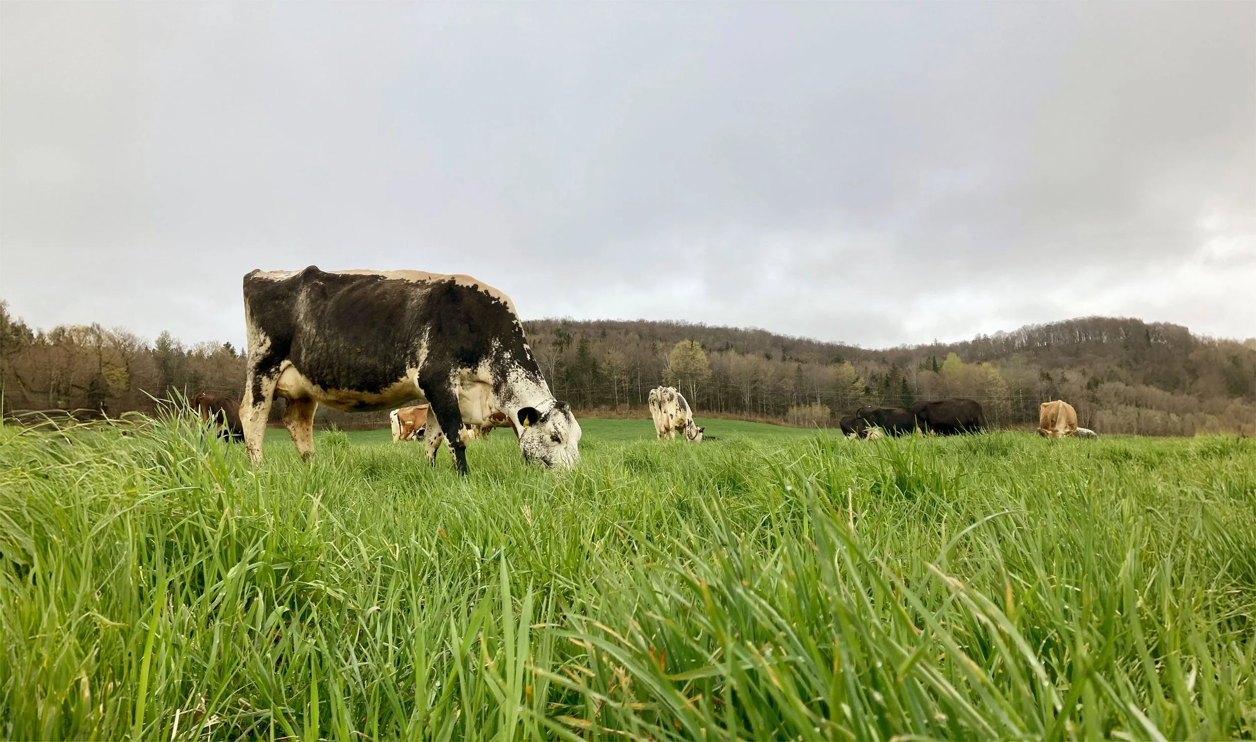 Sweet Rowen Farmstead