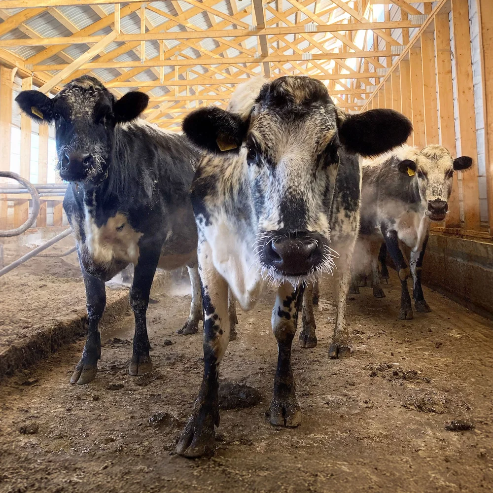 Sweet Rowen Farmstead