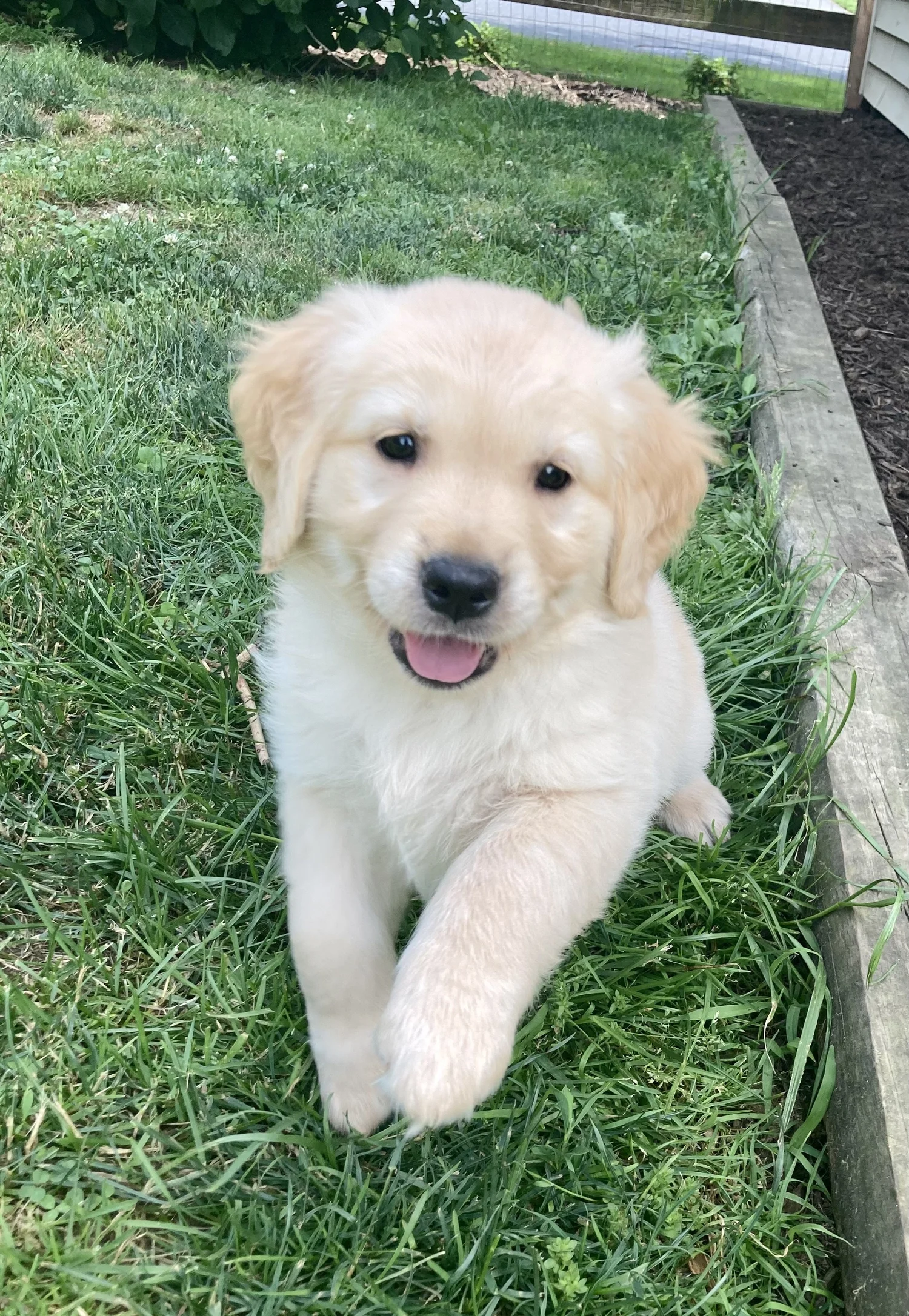 Forever Family Goldens