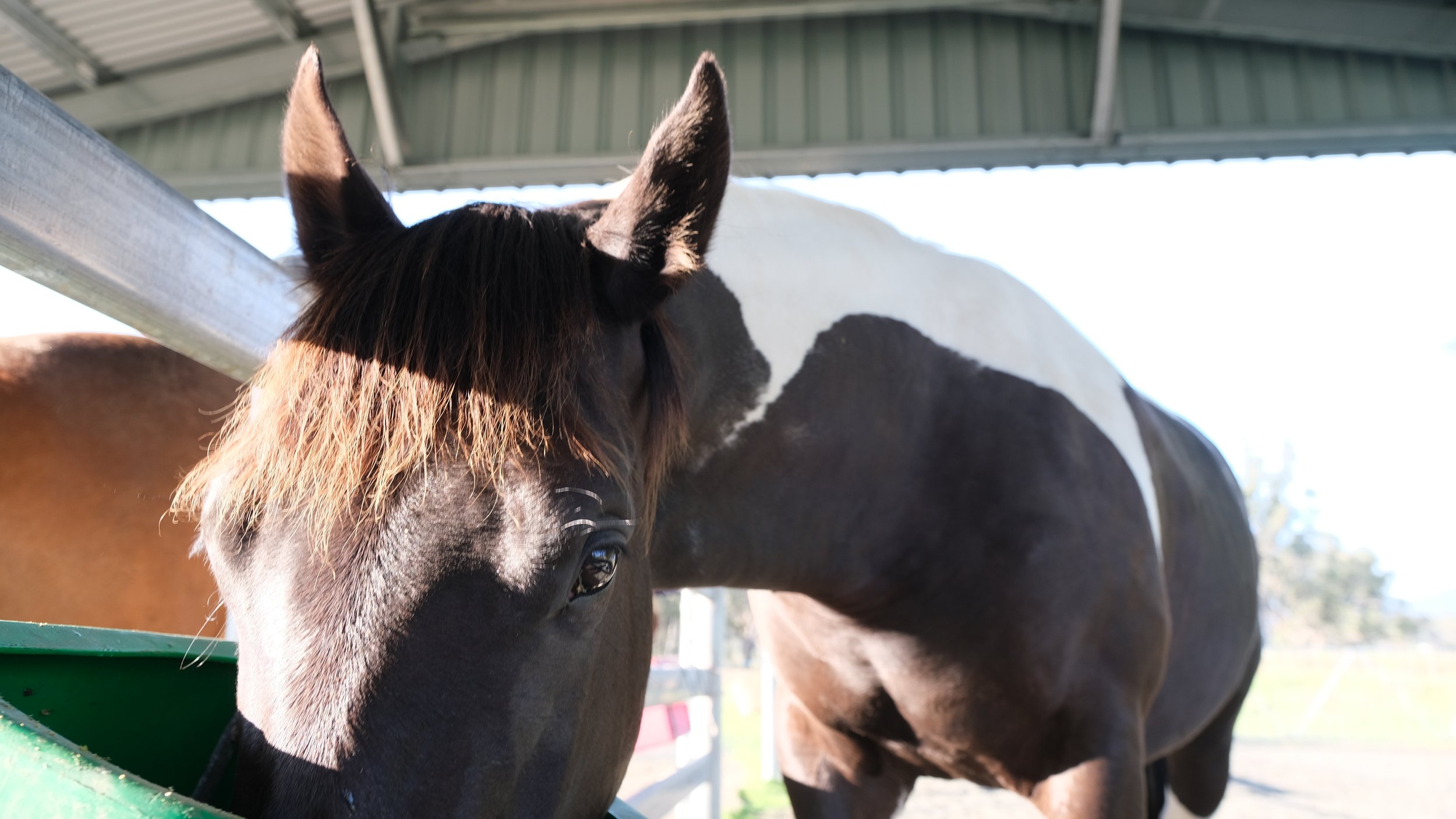 MyHappy.Horse x Elite Equine Vets Live Event Registration — My Happy Horse