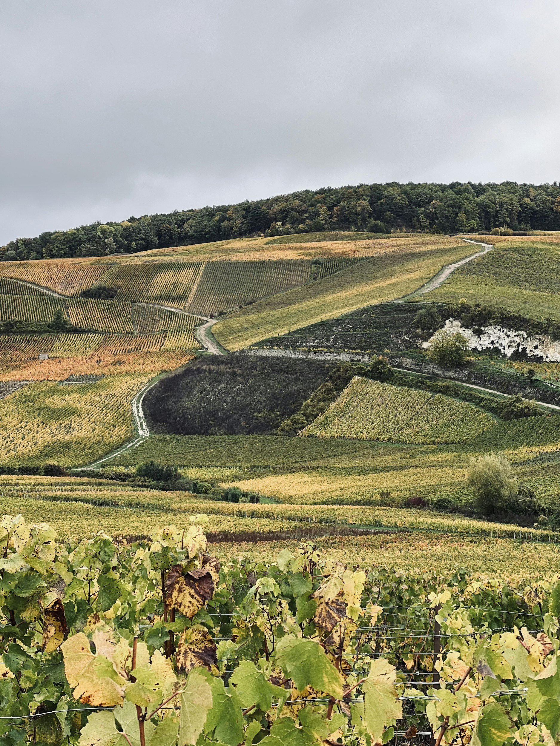 Singapore's exclusive importer of Champagne Collery - award-winning ...