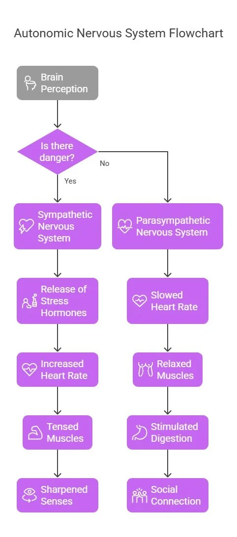 Understanding Trauma in the Body: A Comprehensive Guide for Men — The ...