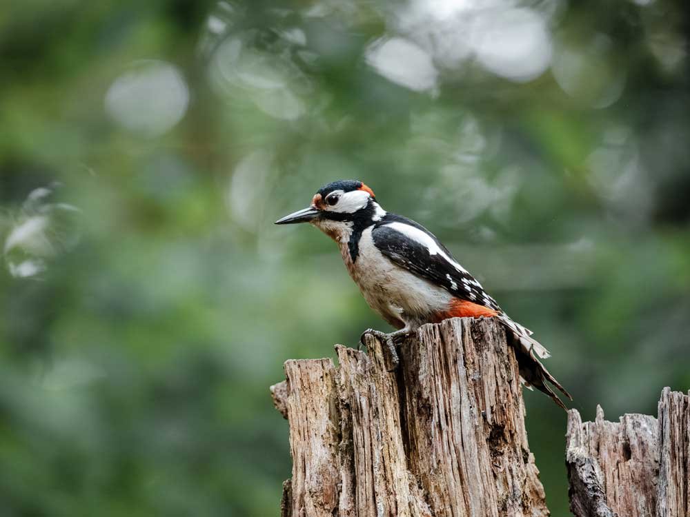 De grote bonte specht: 6 interessante weetjes — WoudWise