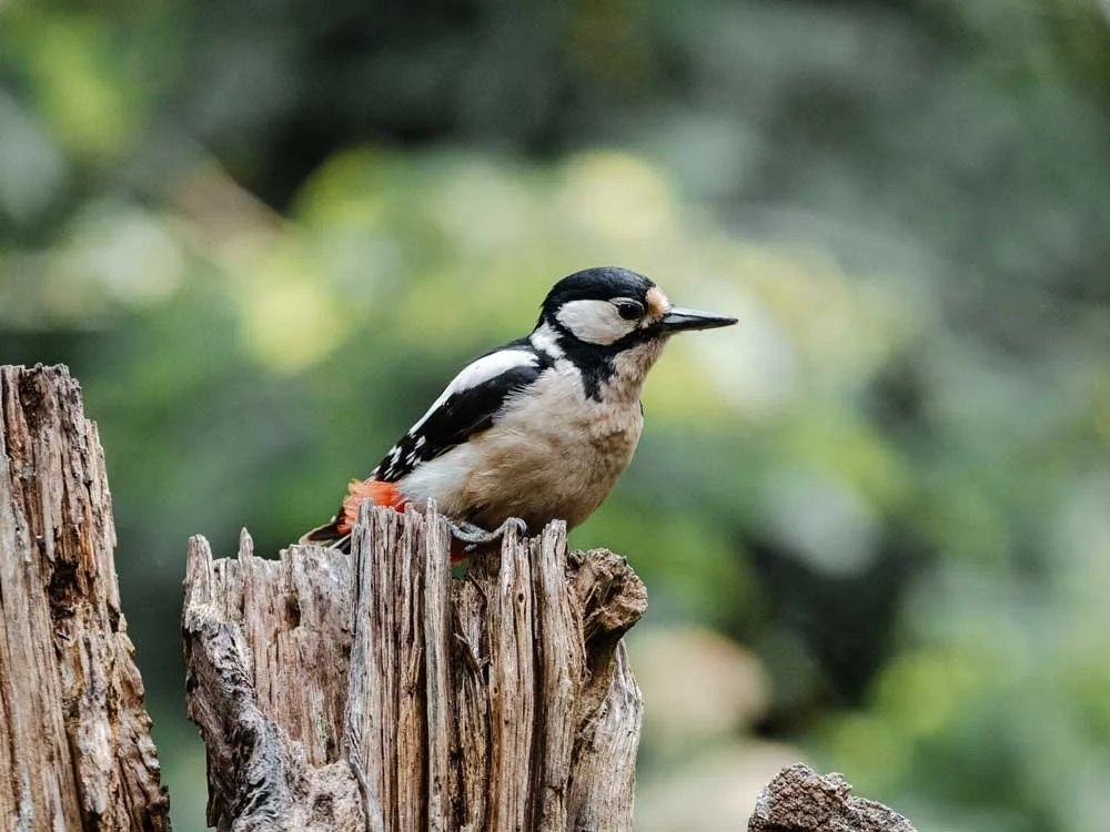 De grote bonte specht: 6 interessante weetjes — WoudWise