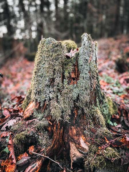 De belangrijke rol van mossen: 10 Feiten — WoudWise