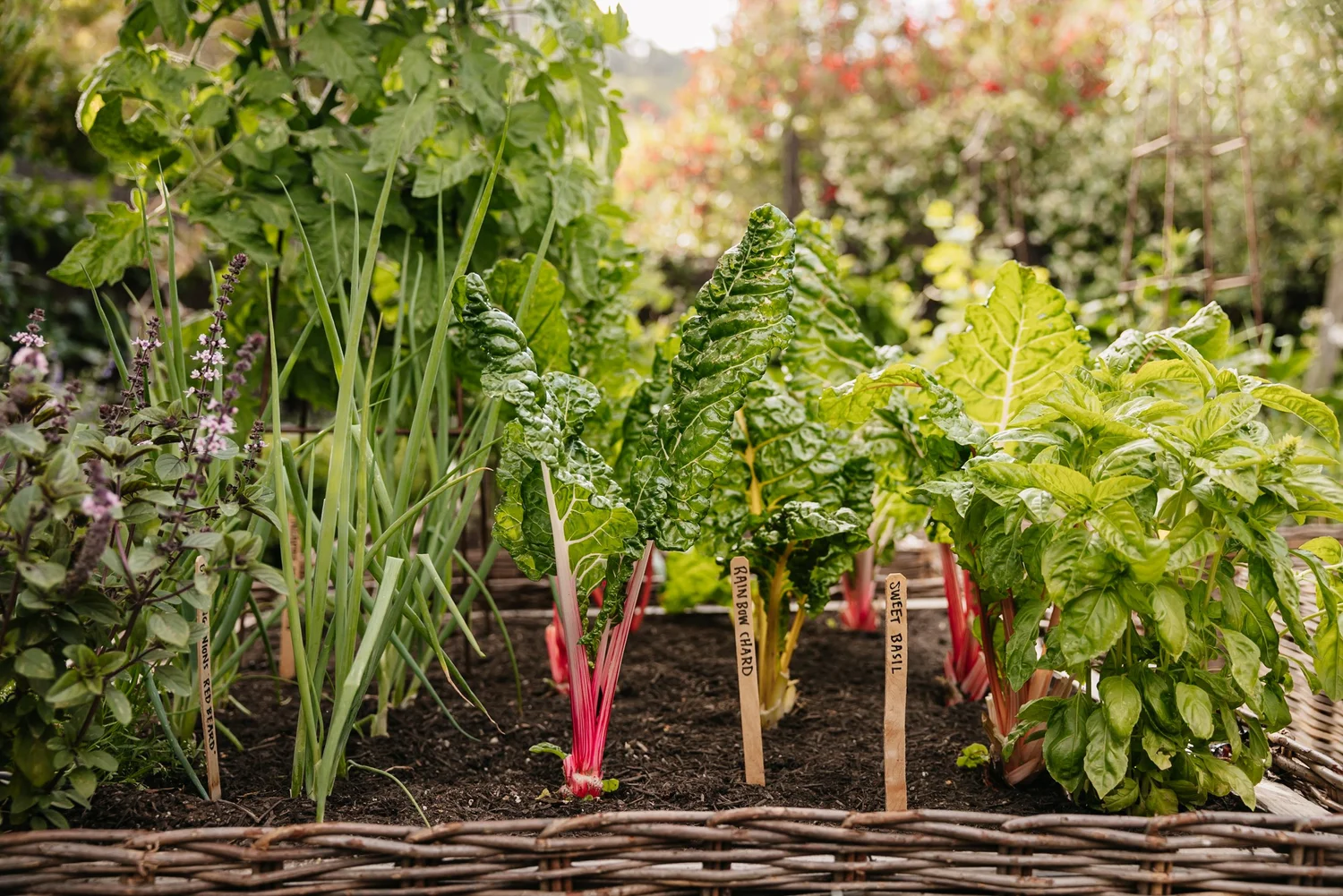 Classical Culinary — Christian Douglas Design