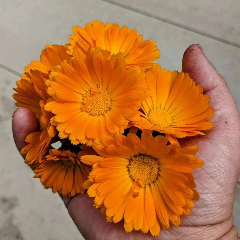 Sprouting Life Garden