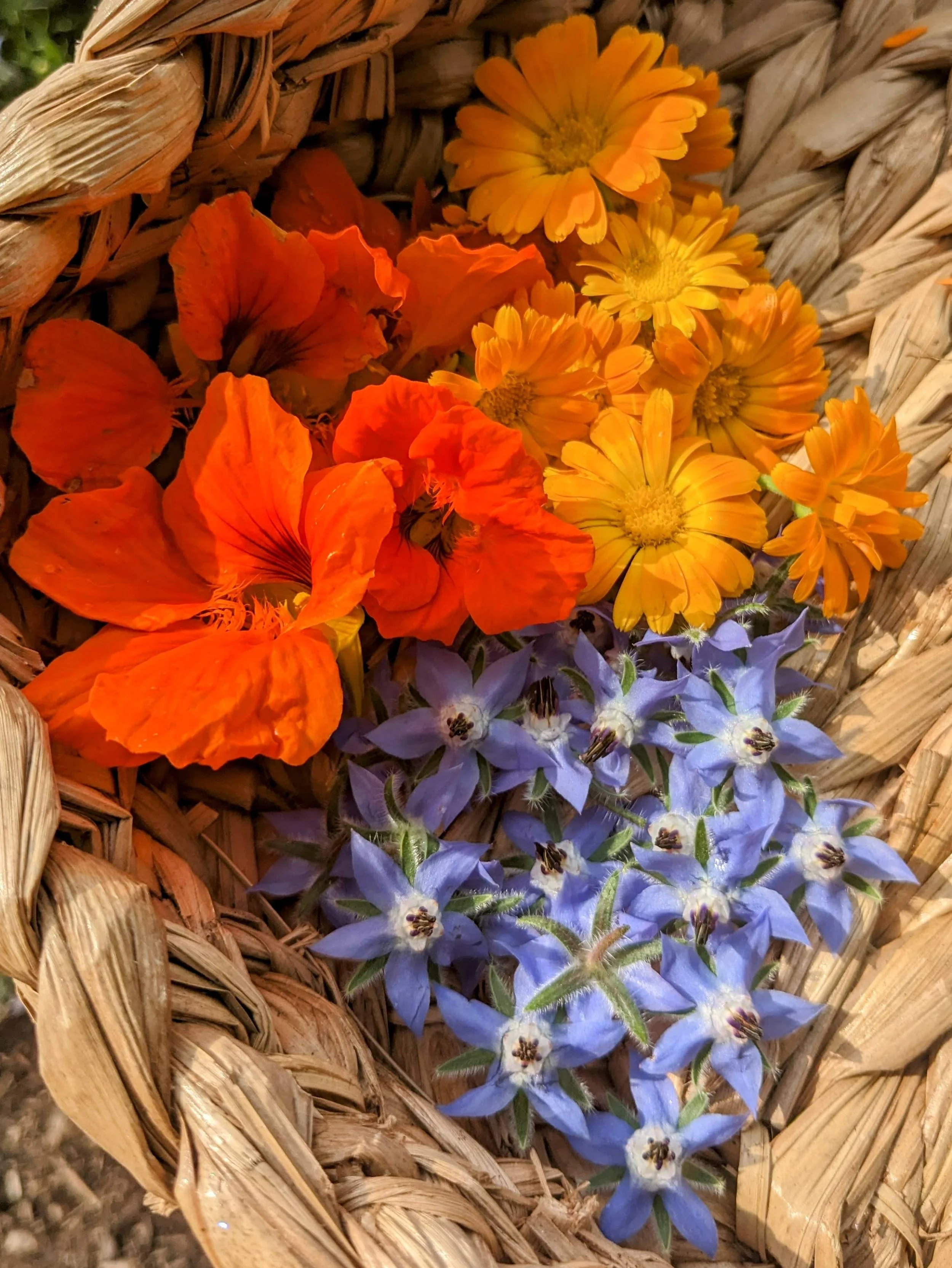 Sprouting Life Garden