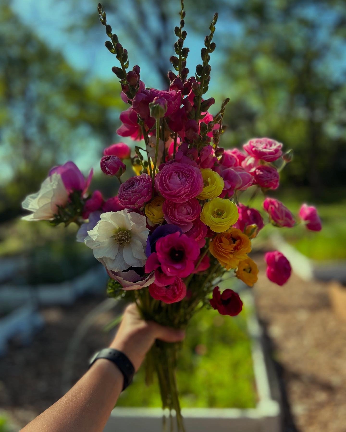 How I Grow Ranunculus in Missouri (Zone 7): A Step-by-Step Guide ...