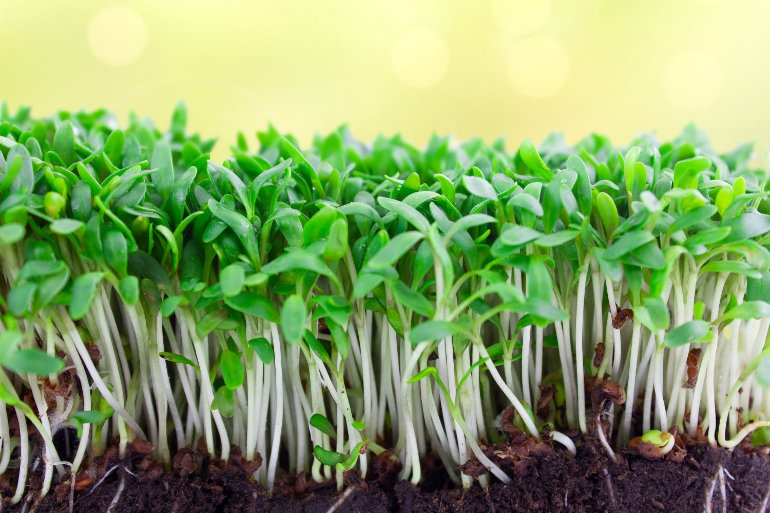 What Do Microgreens Taste Like & What Can You Do with Them? — The Farms ...