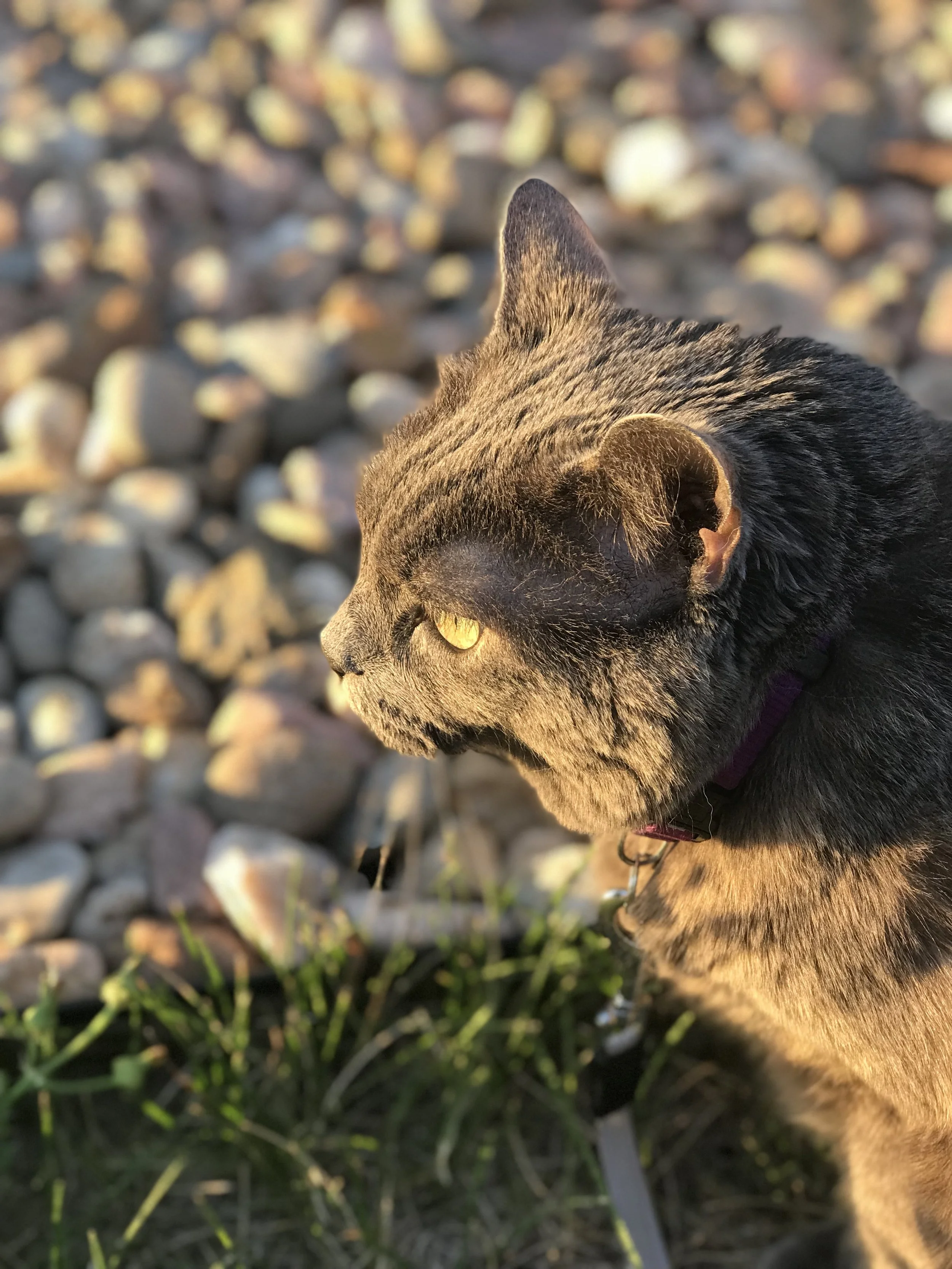 MEET OUR CATS | Explore and Connect — Katy's Cat Cafe