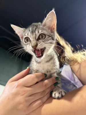 MEET OUR CATS | Explore and Connect — Katy's Cat Cafe