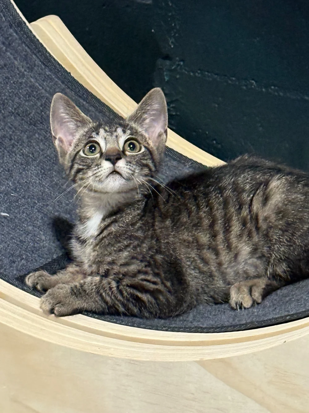 MEET OUR CATS | Explore and Connect — Katy's Cat Cafe