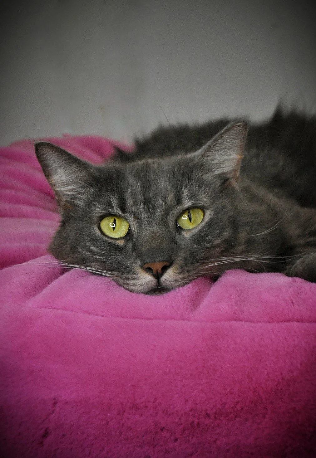 MEET OUR CATS | Explore and Connect — Katy's Cat Cafe