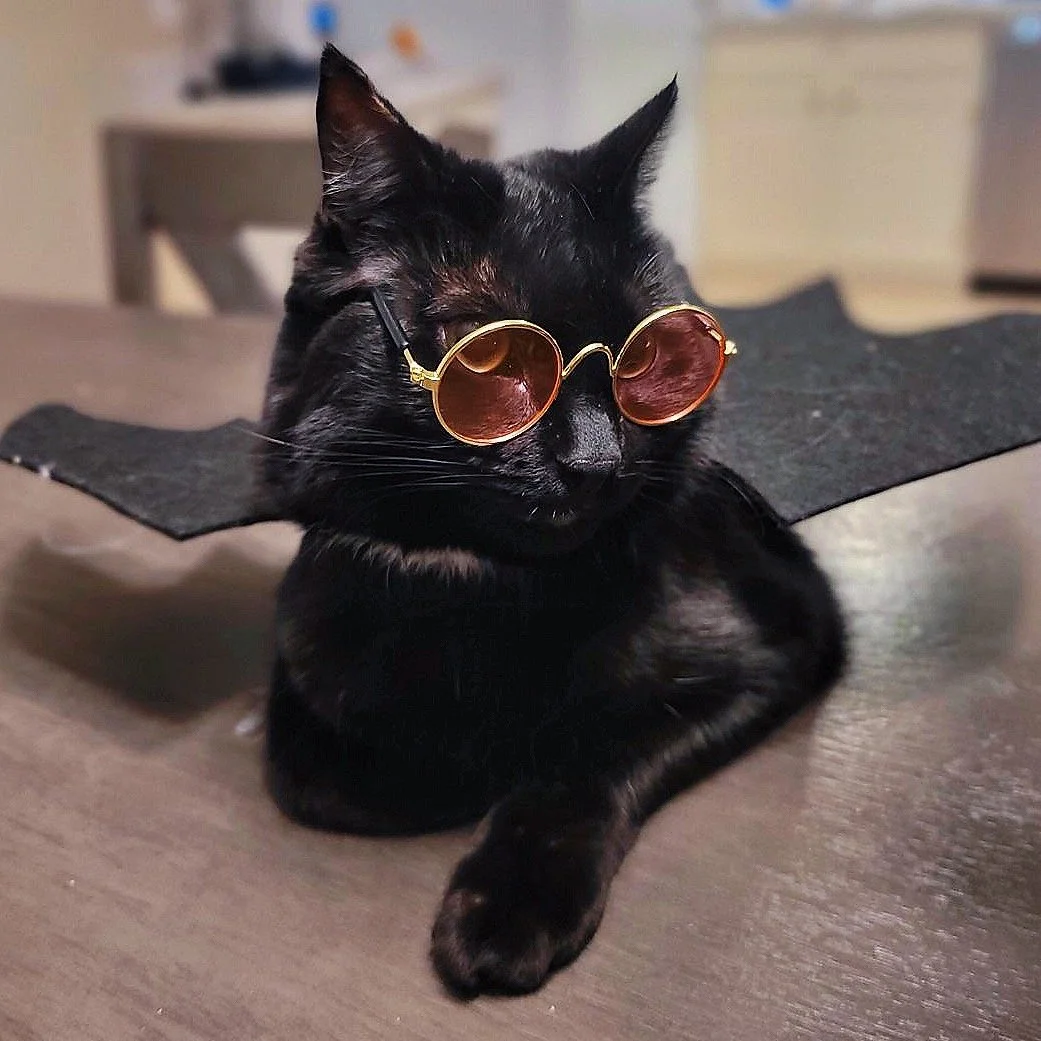 MEET OUR CATS | Explore and Connect — Katy's Cat Cafe