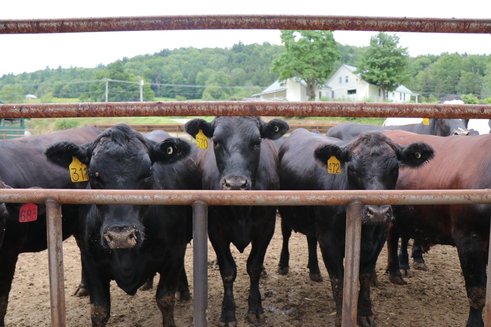 Shepherds Brook Farms