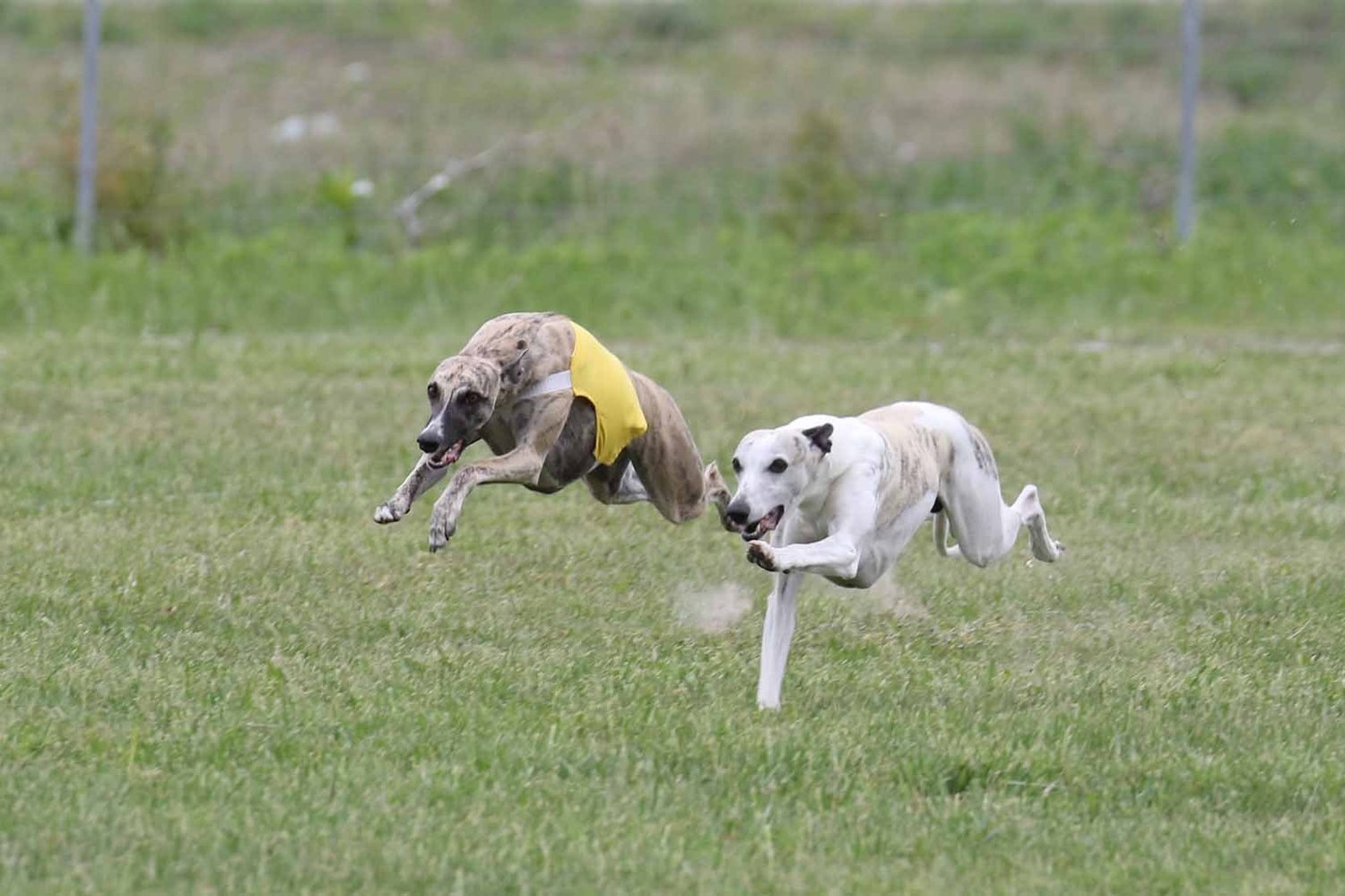 April Show — Northwest Arkansas Kennel Club