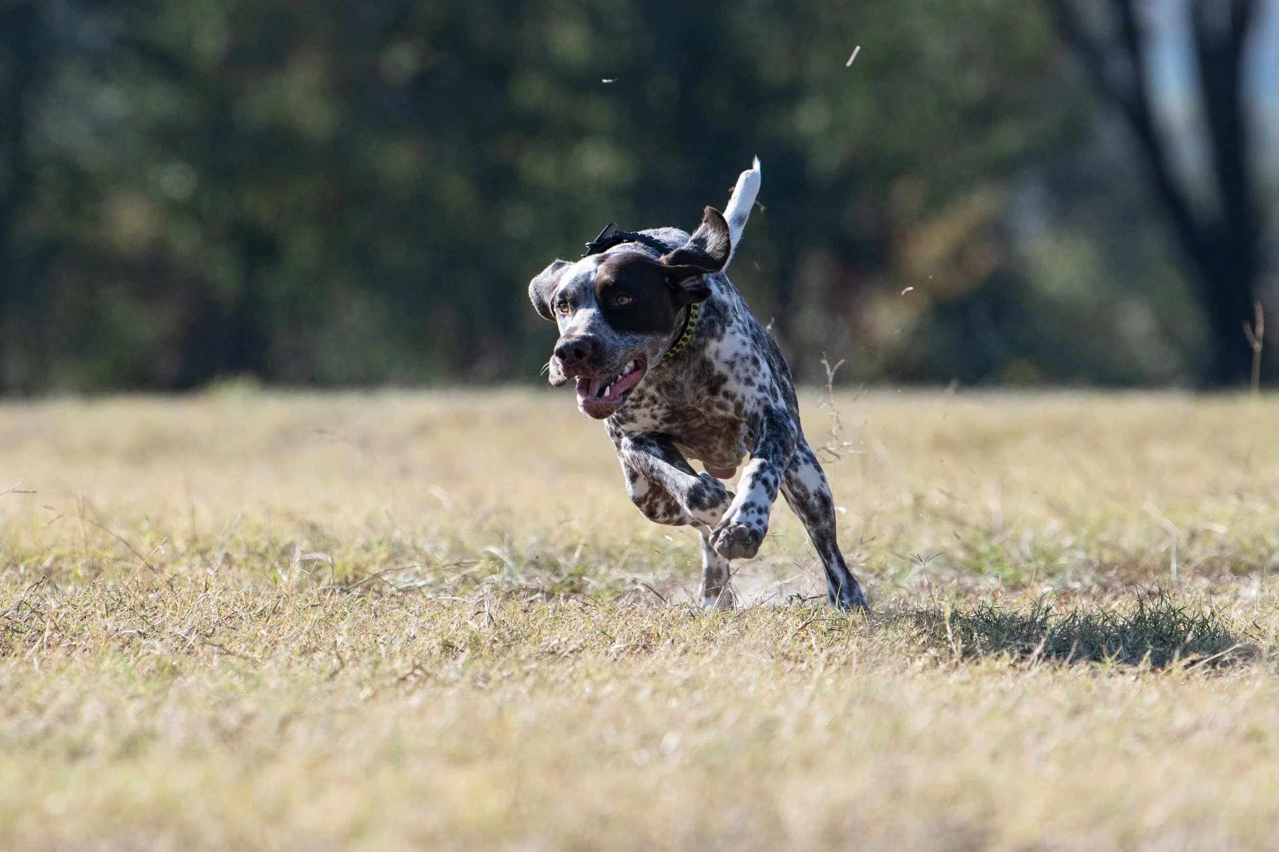 April Show — Northwest Arkansas Kennel Club