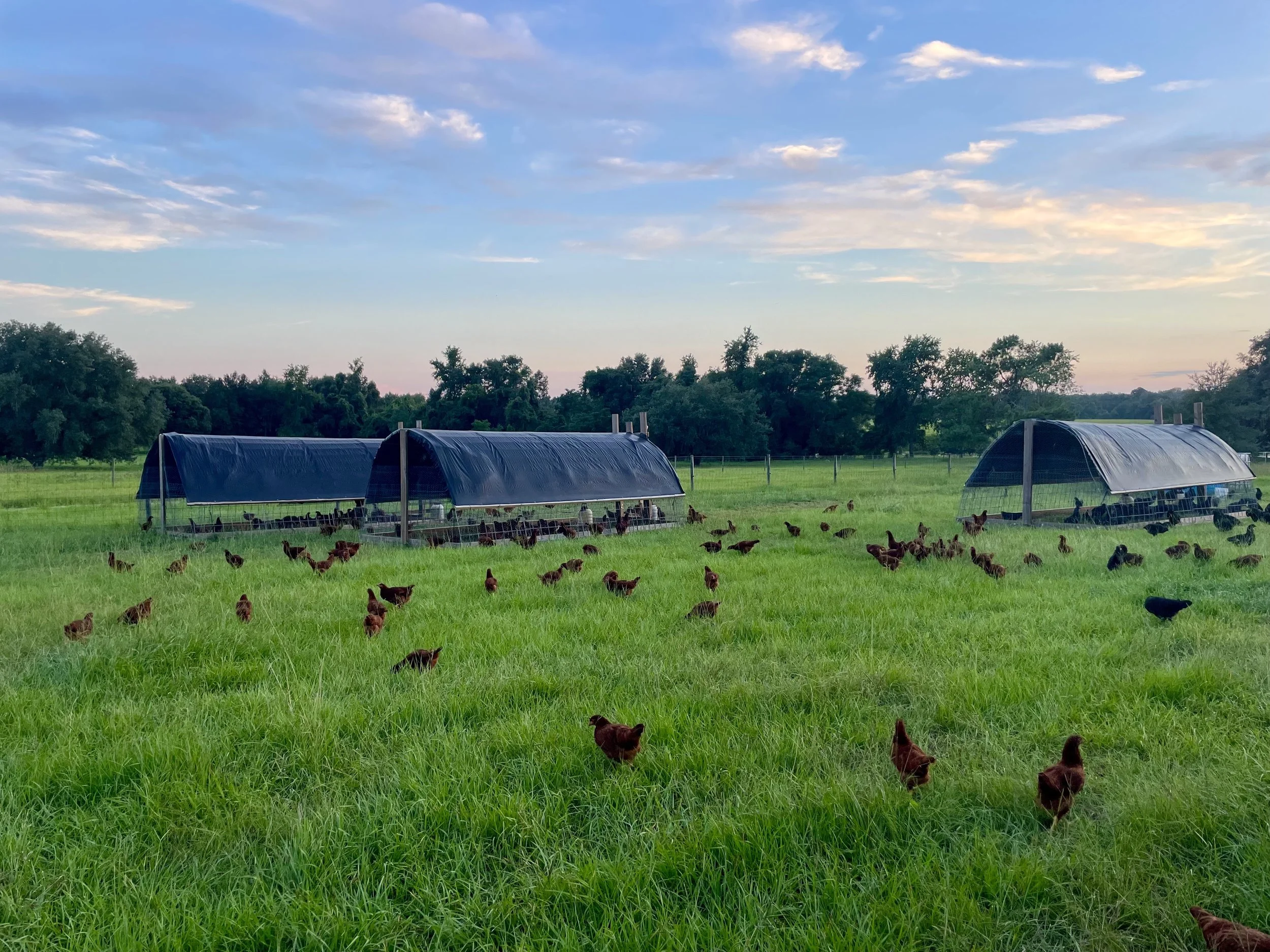 Deep Roots Meat | Grass-Fed Beef | Pasture-Raised Pork | Pasture-Raised ...