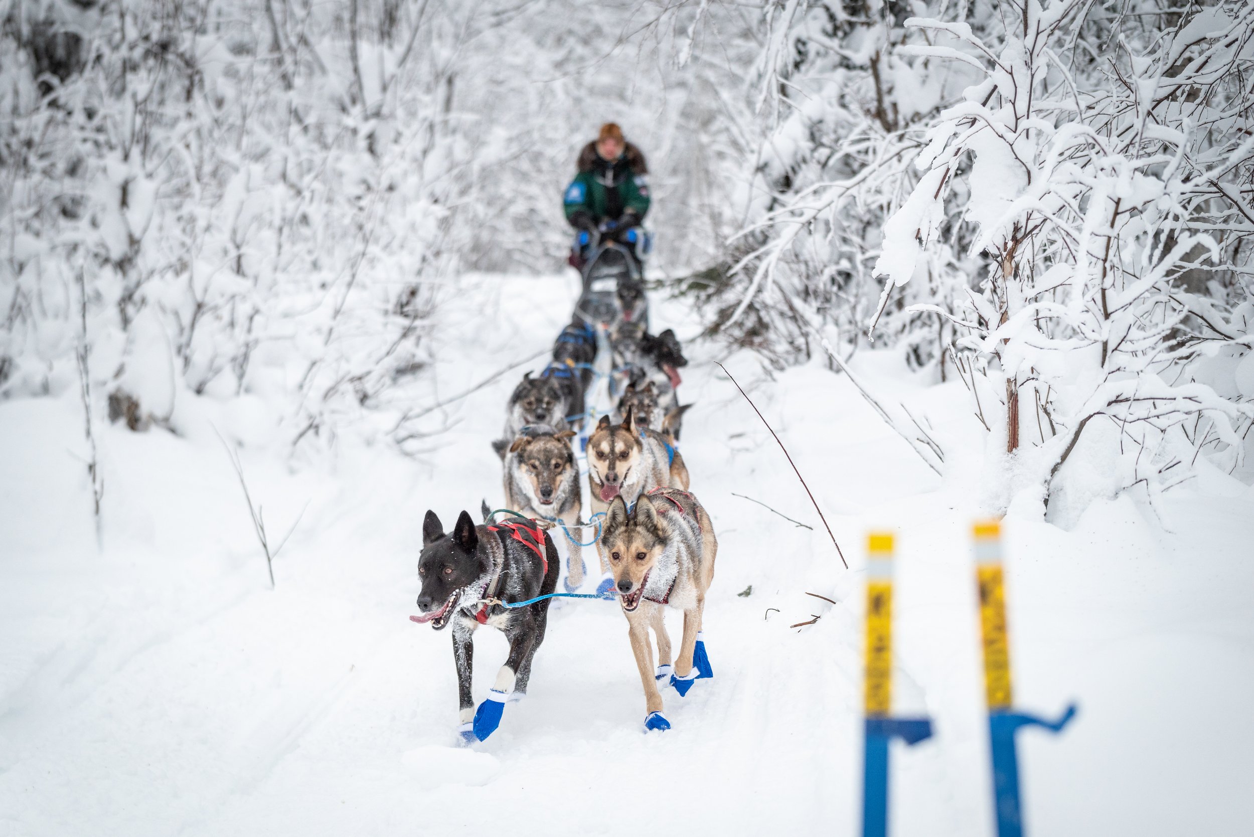 Robinson Racing Kennel