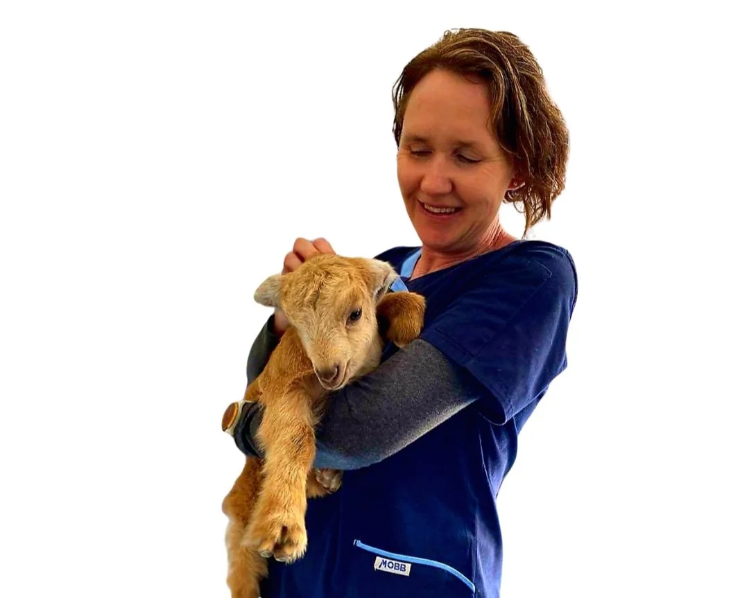 Team — Morpeth Veterinary Hospital