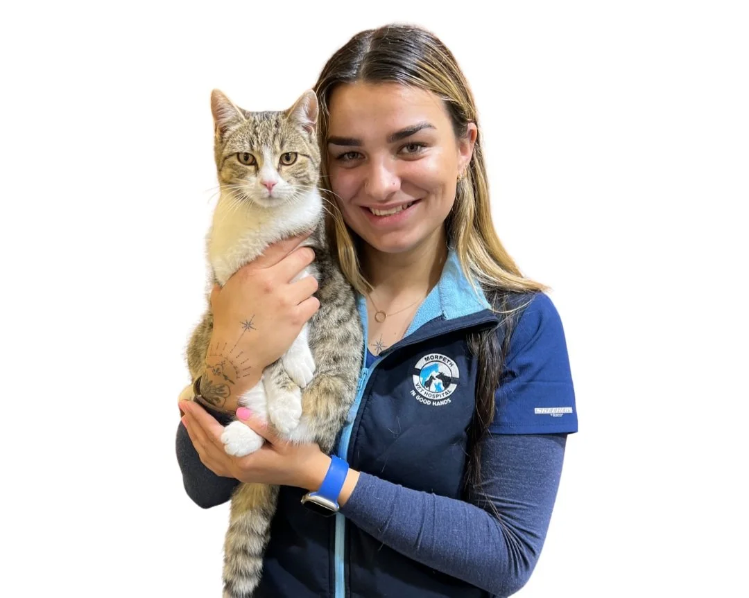 Team — Morpeth Veterinary Hospital