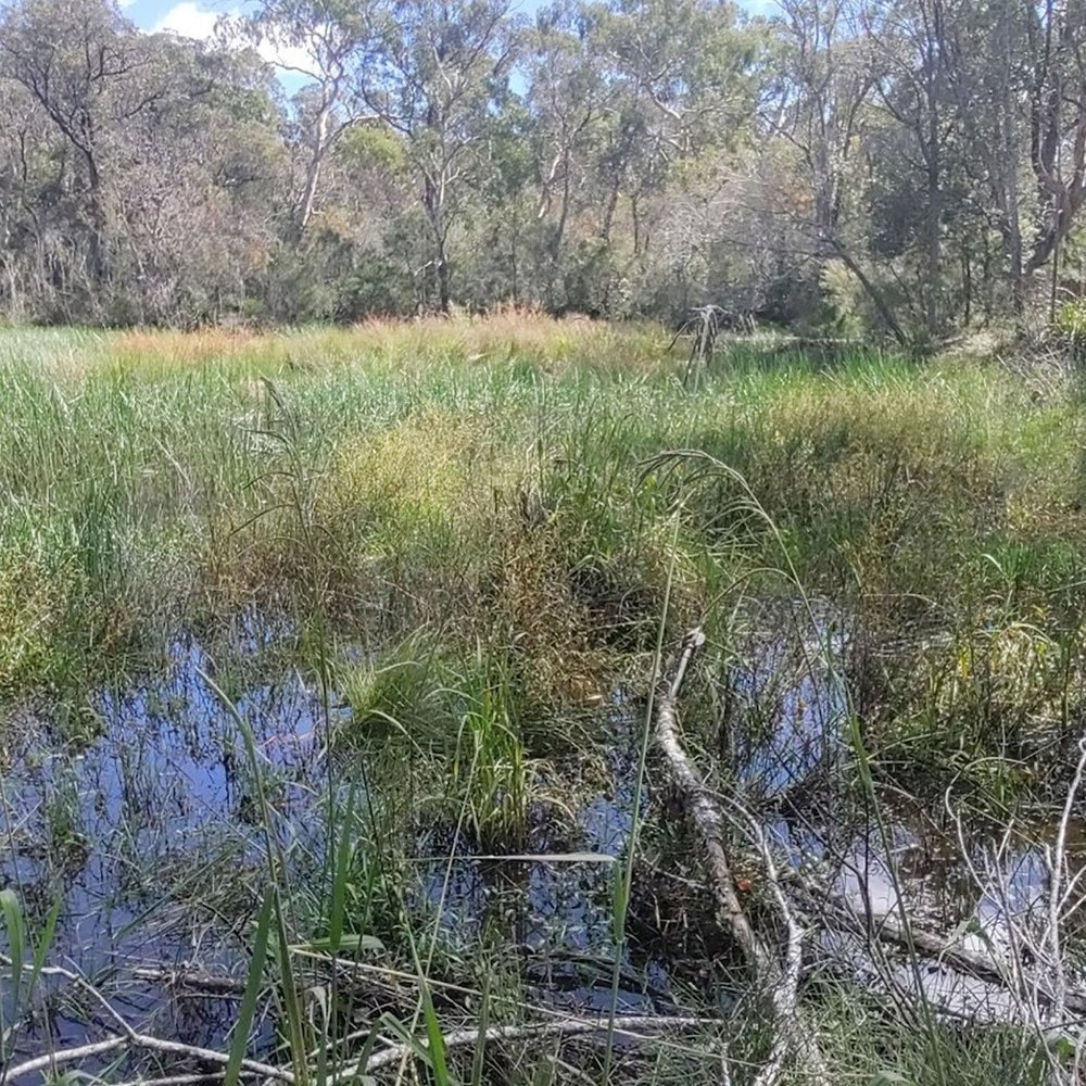 Gallery — Will Rodgers - sound artist/acoustic ecologist