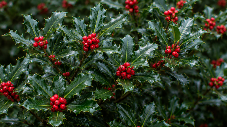 Holly: The Plant That Outlived Every Religion That Claimed It