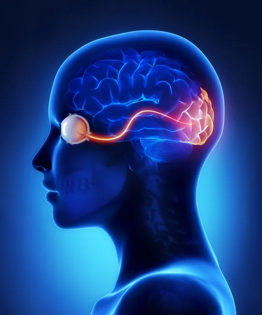 About — UBMD Neurology