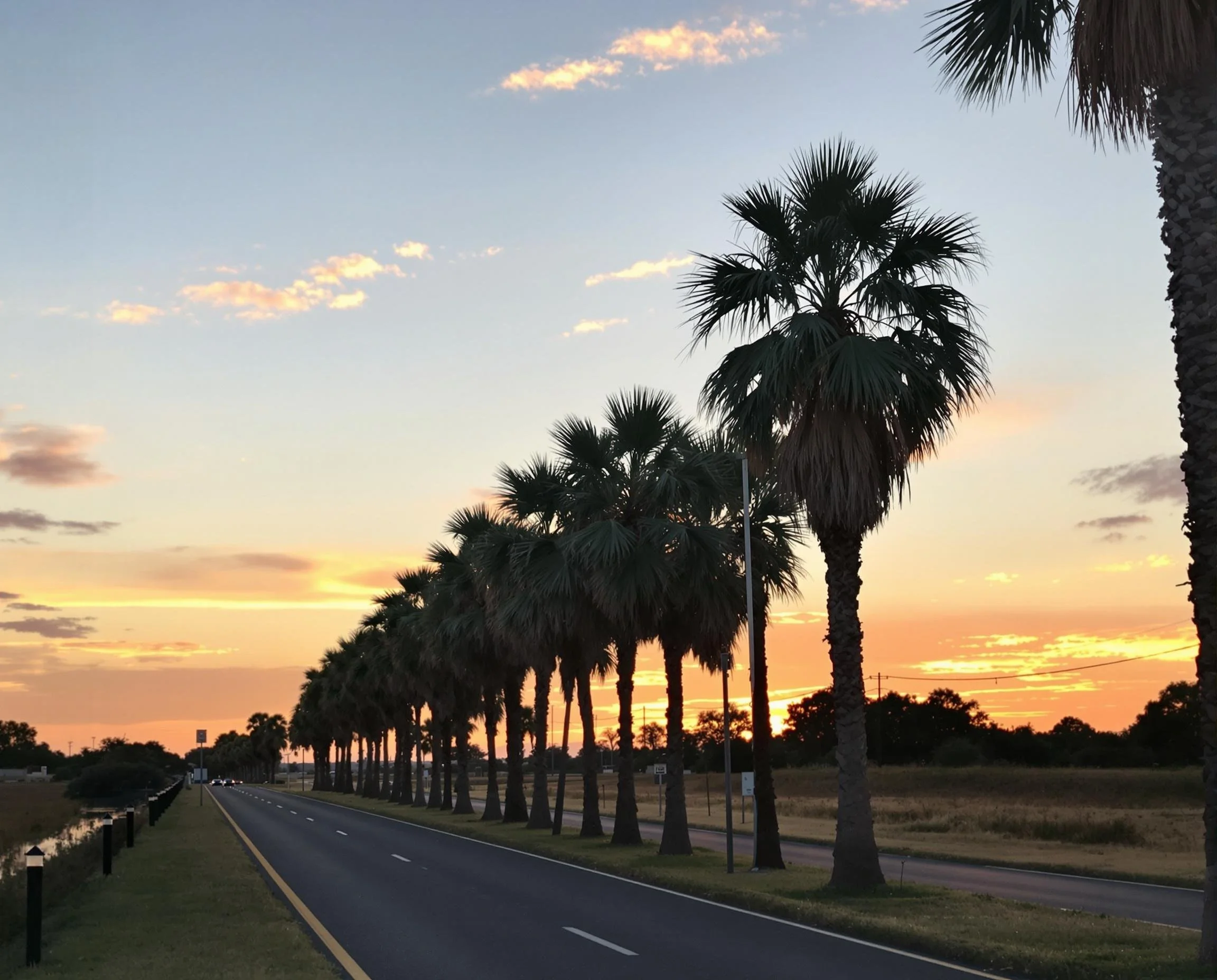 Inspiring Are There Palm Trees In Texas Images