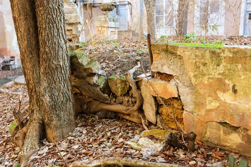 Learn How Trees & Roots Can Damage Your Foundation — American Leveling ...