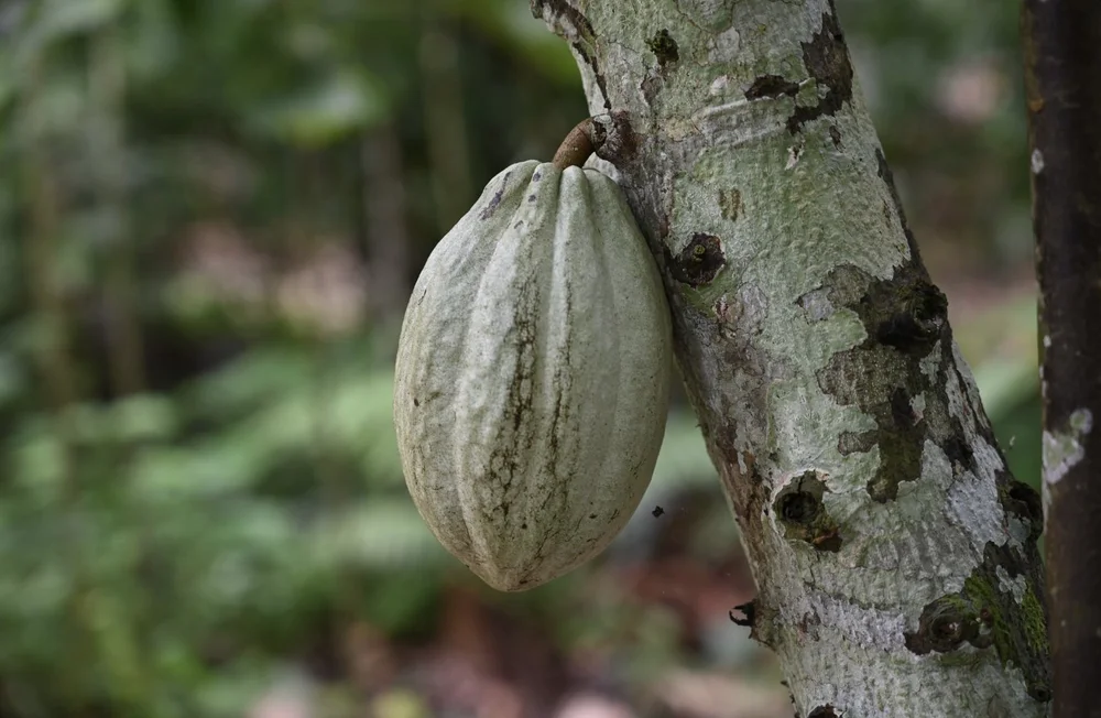 Women of Cacao Summit | Join the Global Community
