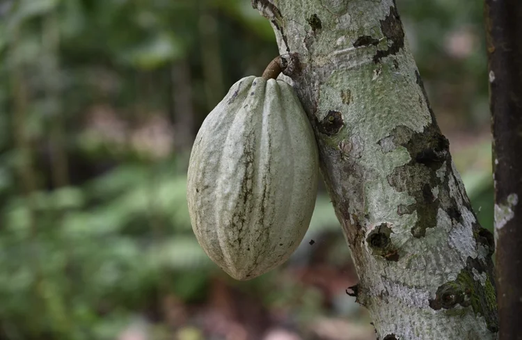 Women of Cacao Summit | Join the Global Community