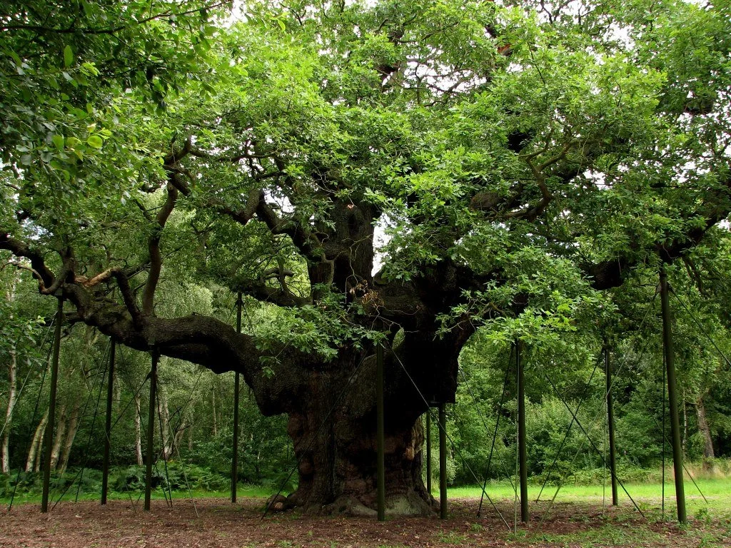Top Gardens and Scenic Parks to Visit in Nottinghamshire | Best Gardens ...