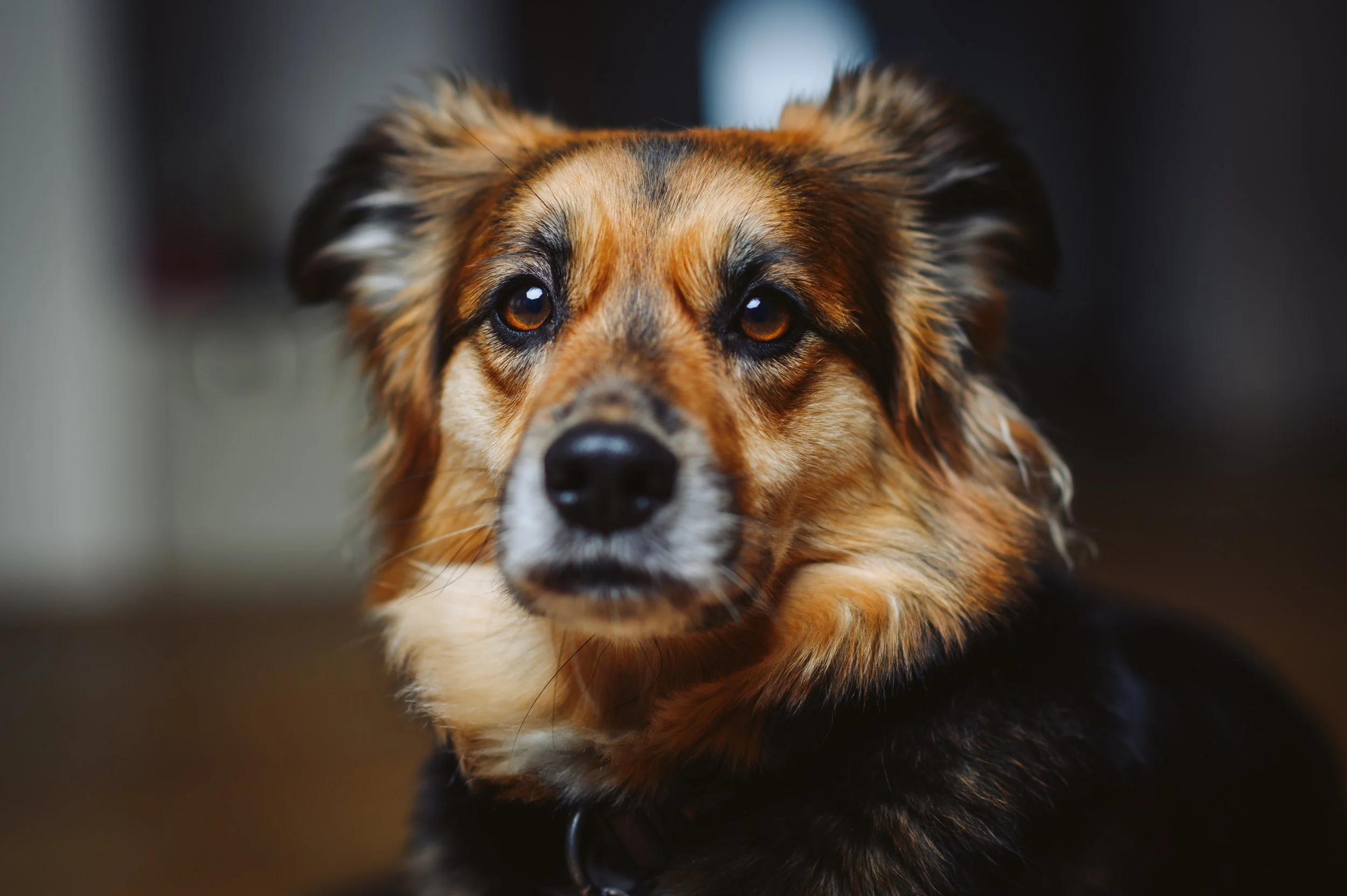 Promote the Pet Plate Program — Massachusetts Animal Coalition
