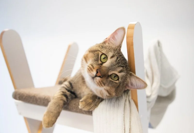 Massachusetts Animal Coalition