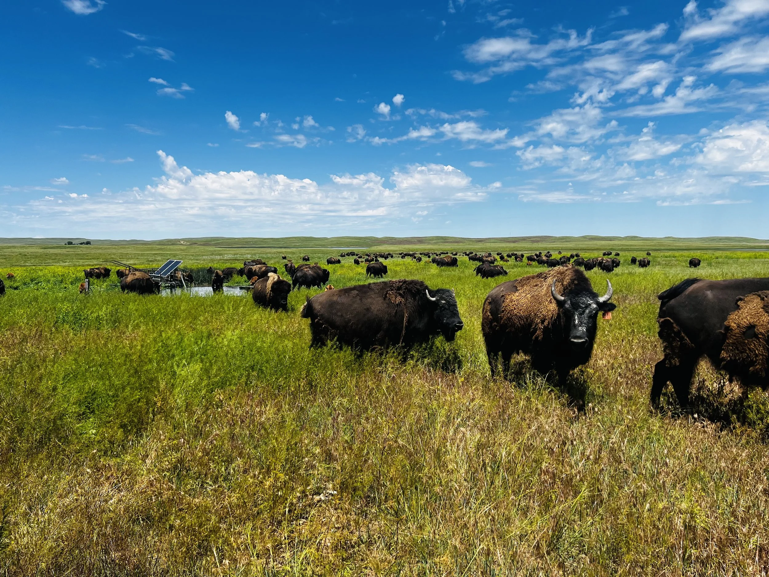 Strategy Bison | High-Quality Bison | Bundles | Individual Cuts ...