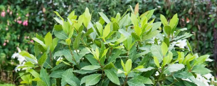 Bay Tree — Learn how to grow, where to plant and where to buy ...