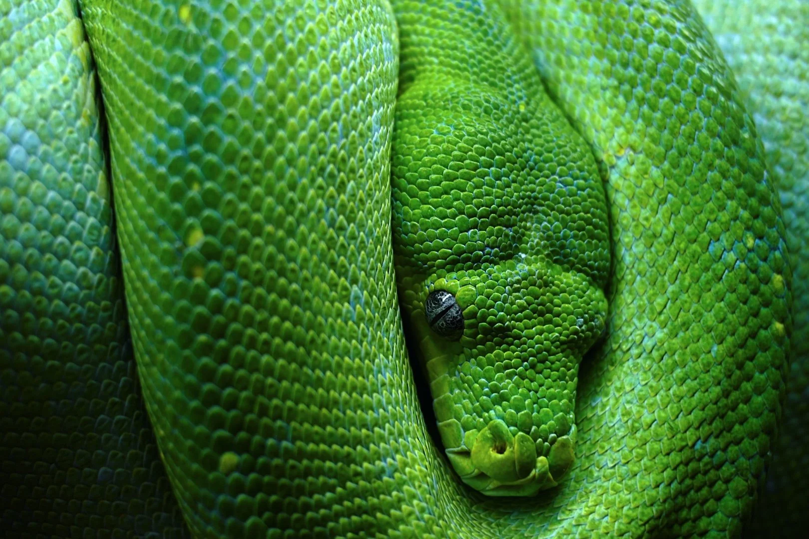 Royal Reptiles | Explore and Buy Premium Reptiles Now